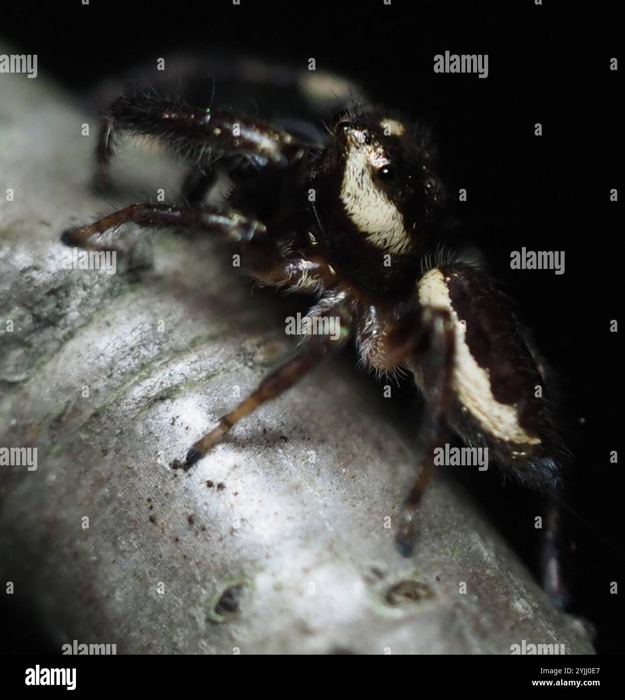 Bronze Jumping Spider (Eris militaris Stock Photo - Alamy