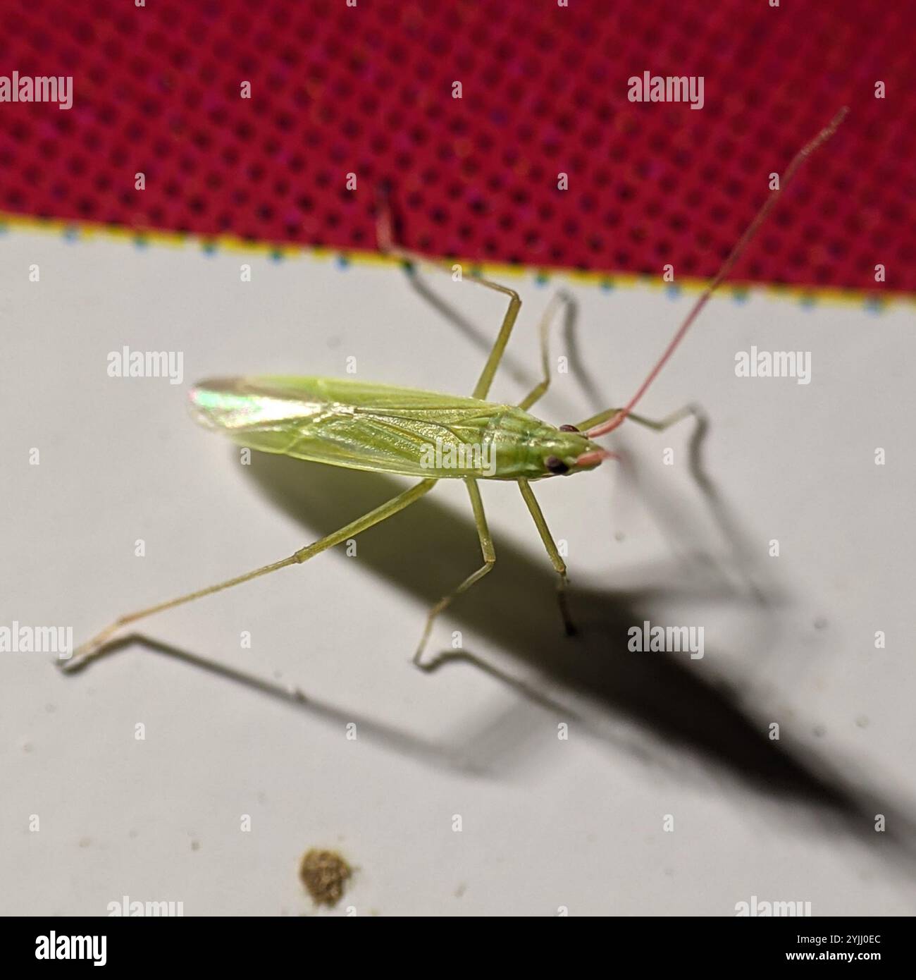 Rice Leaf Bug (Trigonotylus caelestialium Stock Photo - Alamy