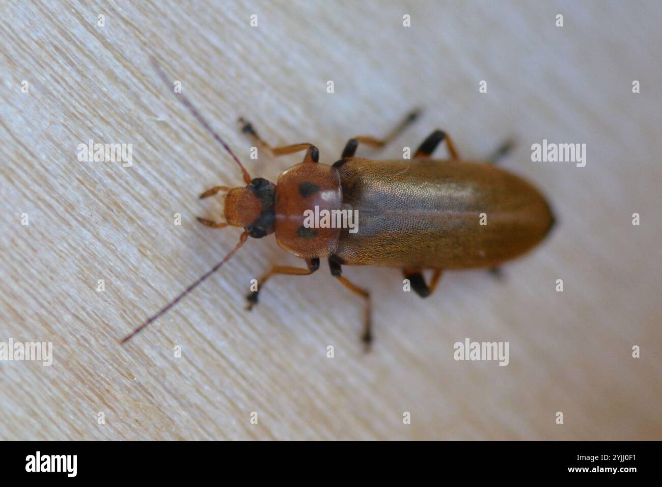 Osphya bipunctata hi-res stock photography and images - Alamy