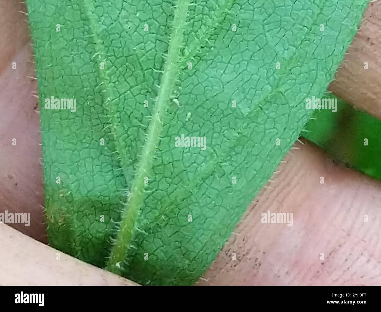 whorled wood aster (Oclemena acuminata Stock Photo - Alamy