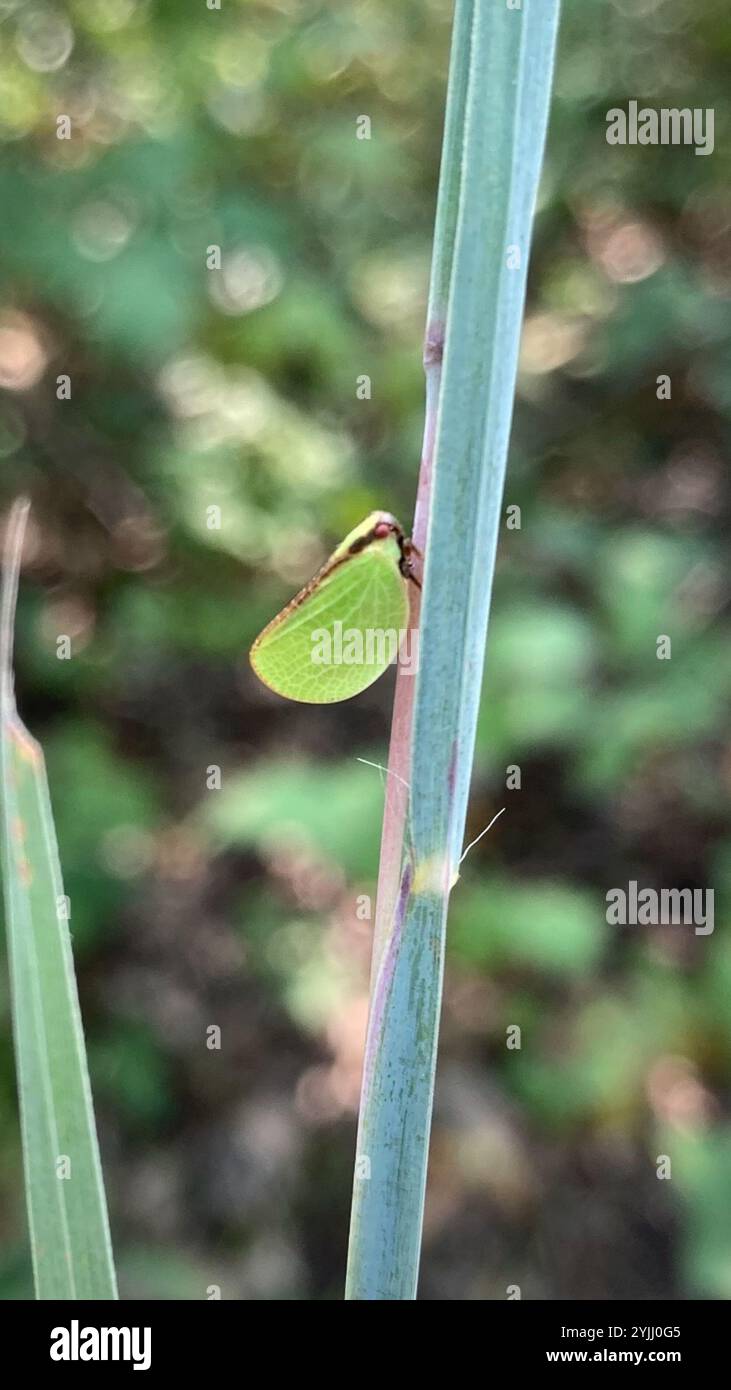 Two-striped Planthopper (Acanalonia bivittata Stock Photo - Alamy