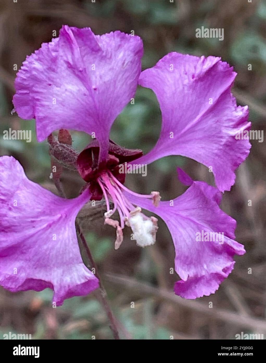 Elegant Clarkia (Clarkia unguiculata Stock Photo - Alamy