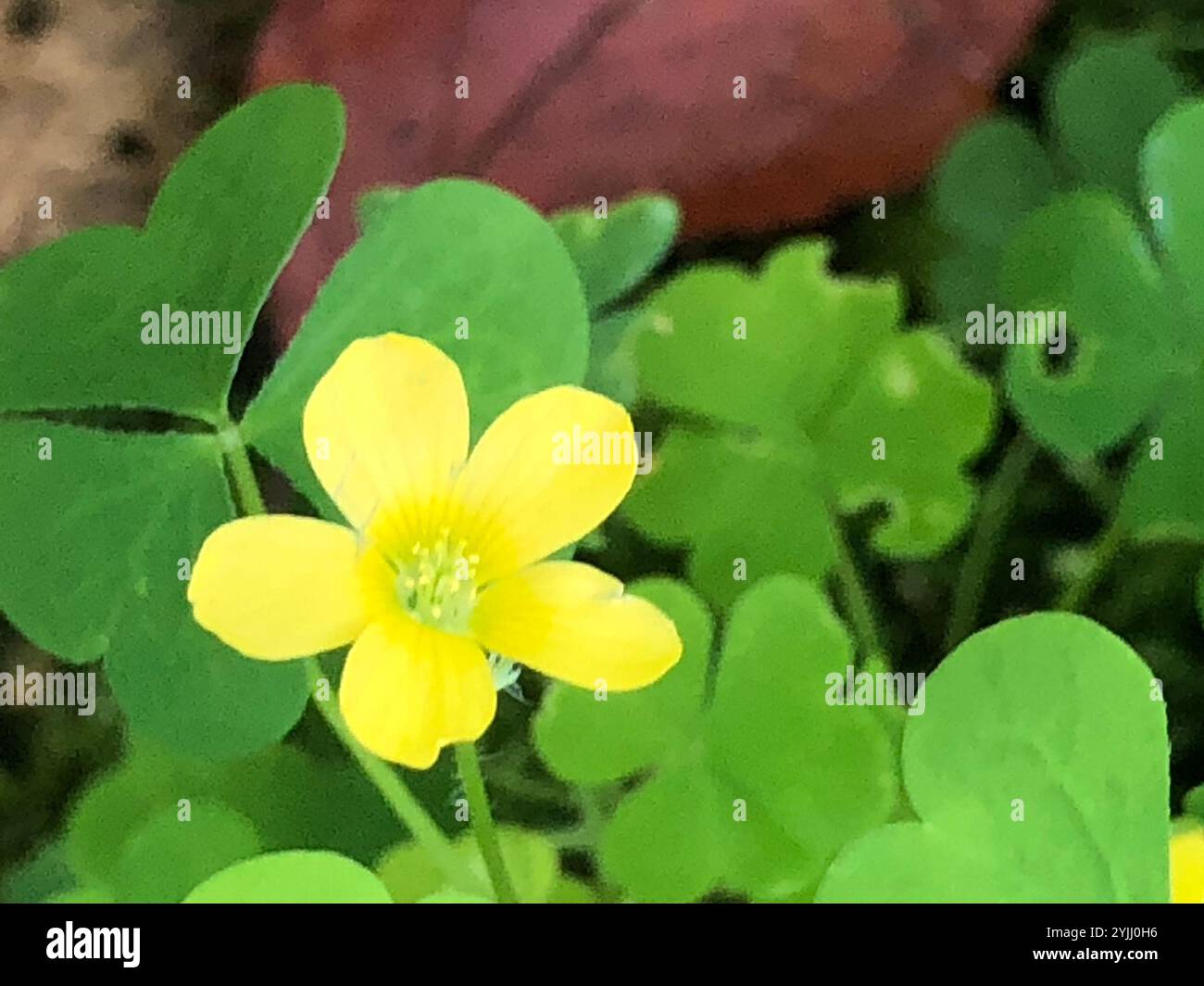 upright yellow woodsorrel (Oxalis stricta Stock Photo - Alamy