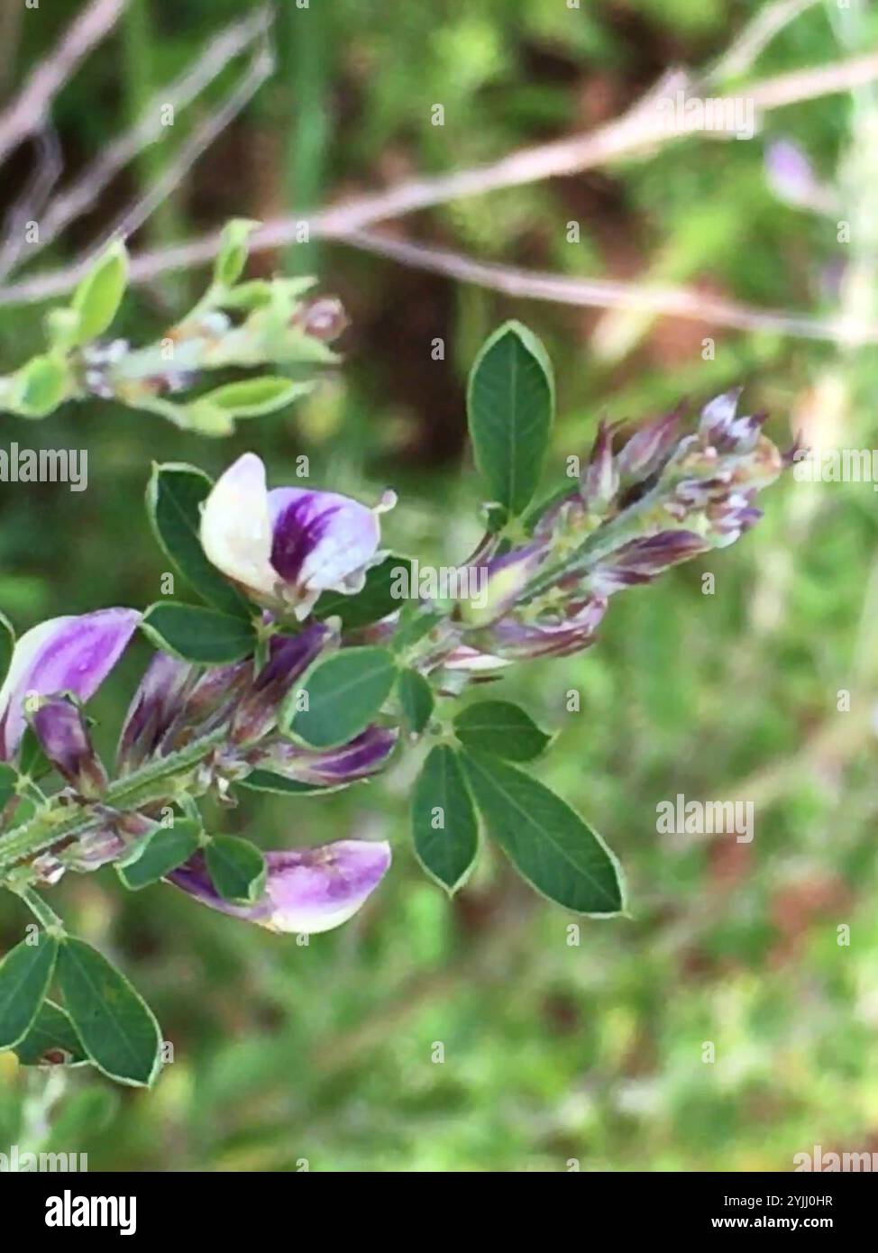Chinese bushclover (Lespedeza cuneata Stock Photo - Alamy