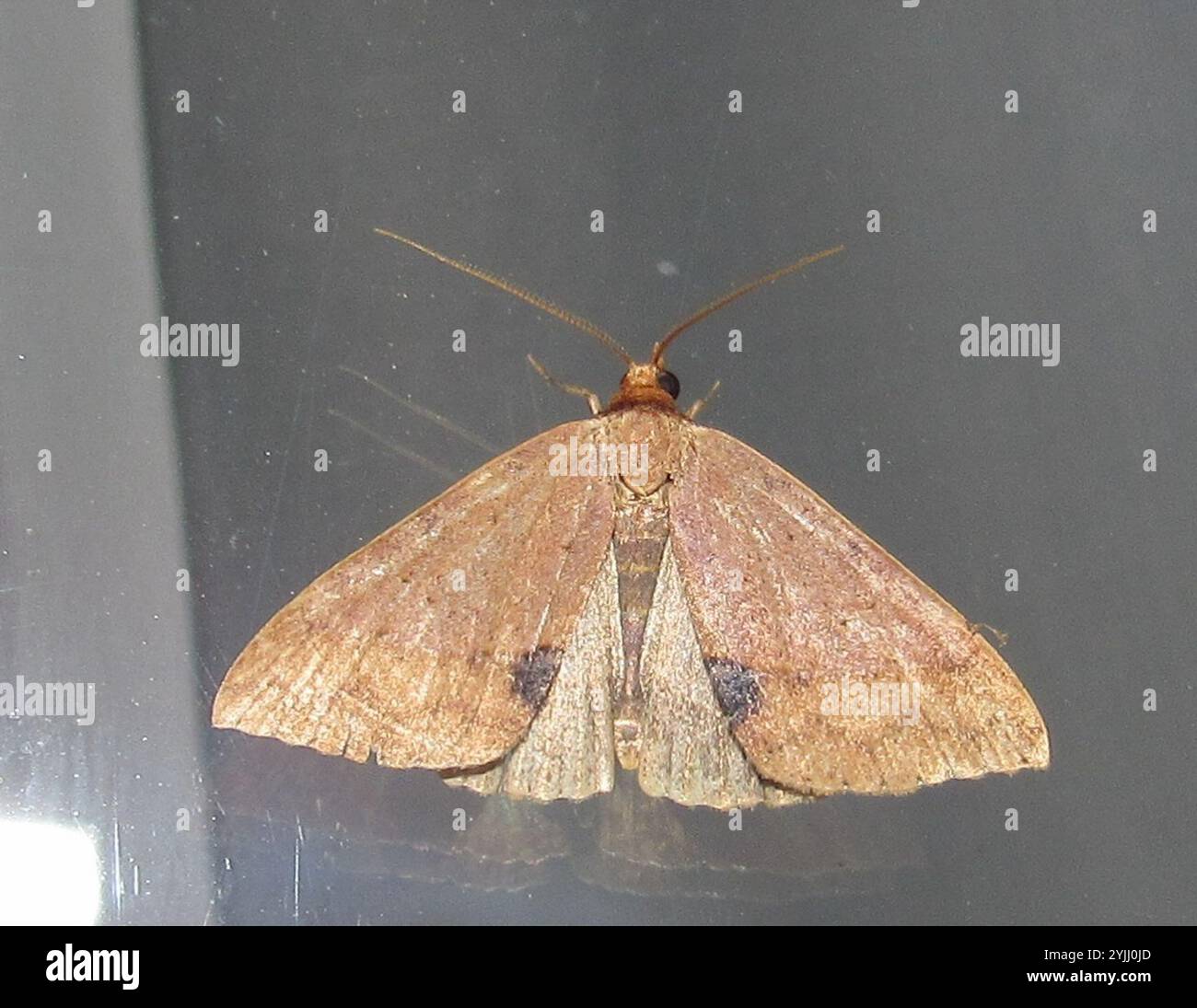 Geometer Moths (Geometridae Stock Photo - Alamy