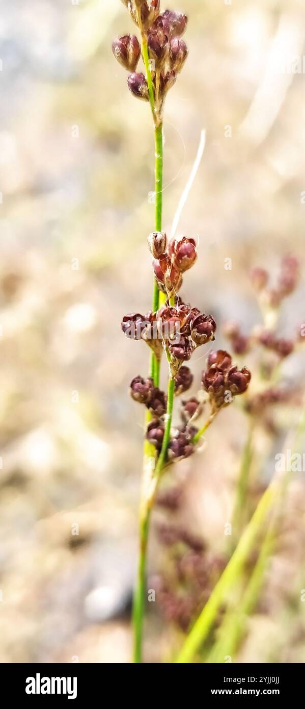 Flattened Rush (Juncus compressus Stock Photo - Alamy