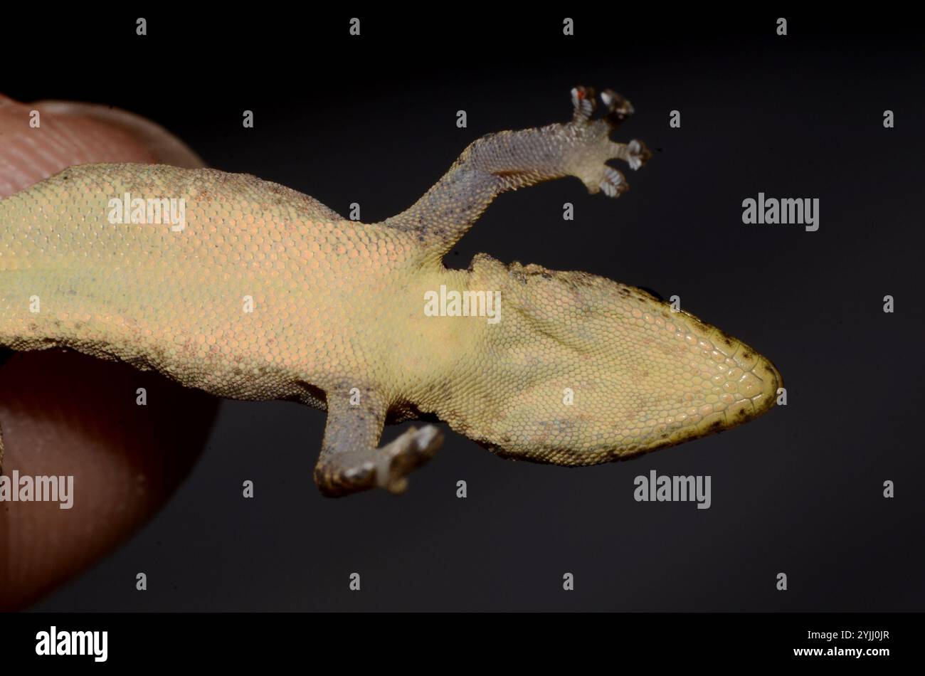 Common Dwarf Gecko (Lygodactylus capensis Stock Photo - Alamy