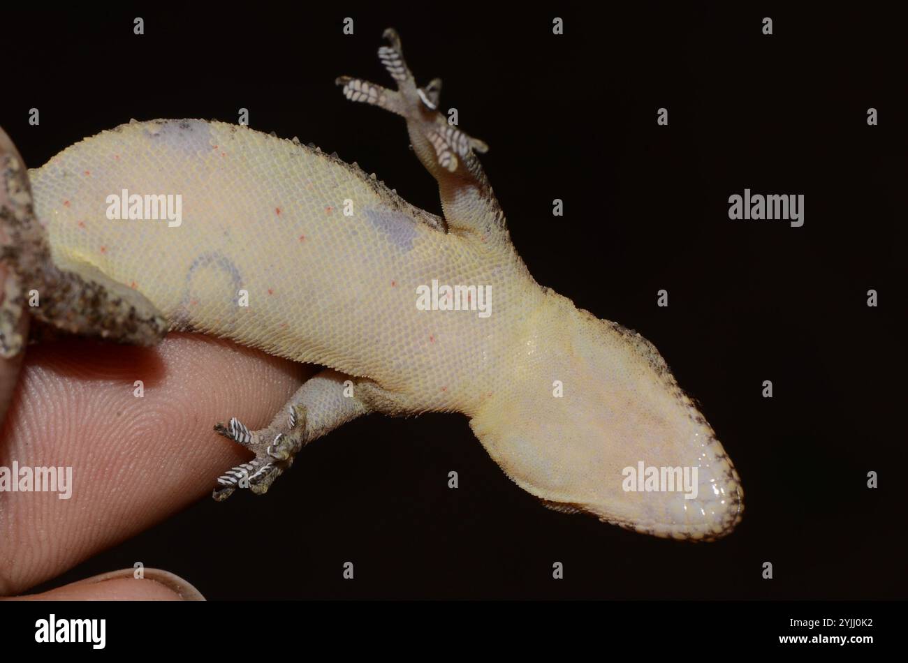 Tropical House Gecko (Hemidactylus mabouia Stock Photo - Alamy