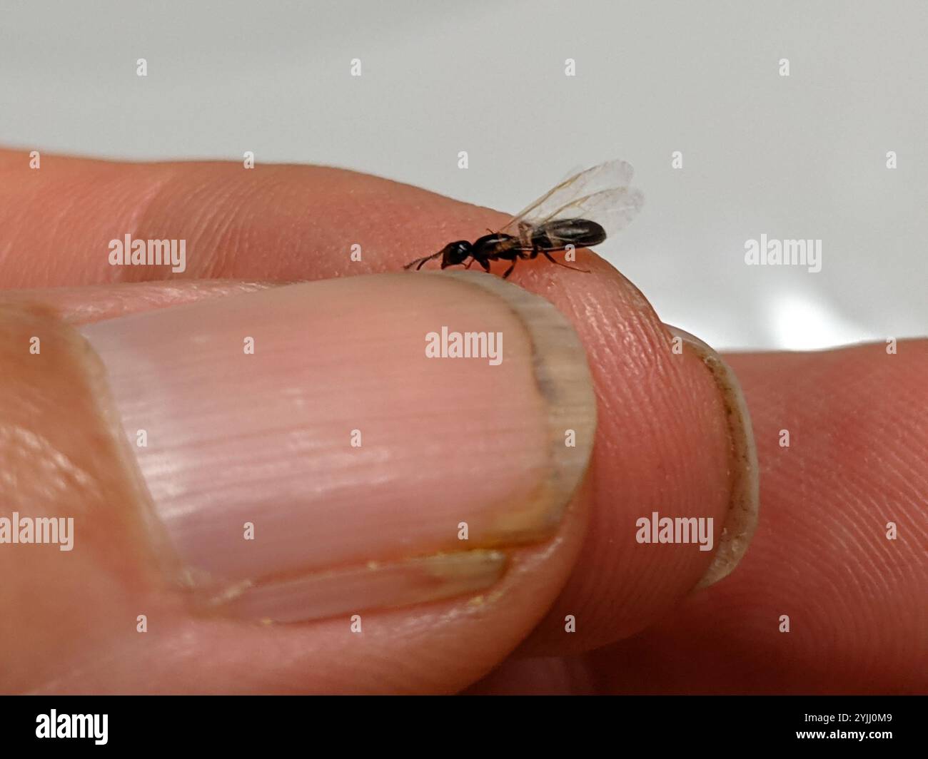 Colobopsis ant hi-res stock photography and images - Alamy