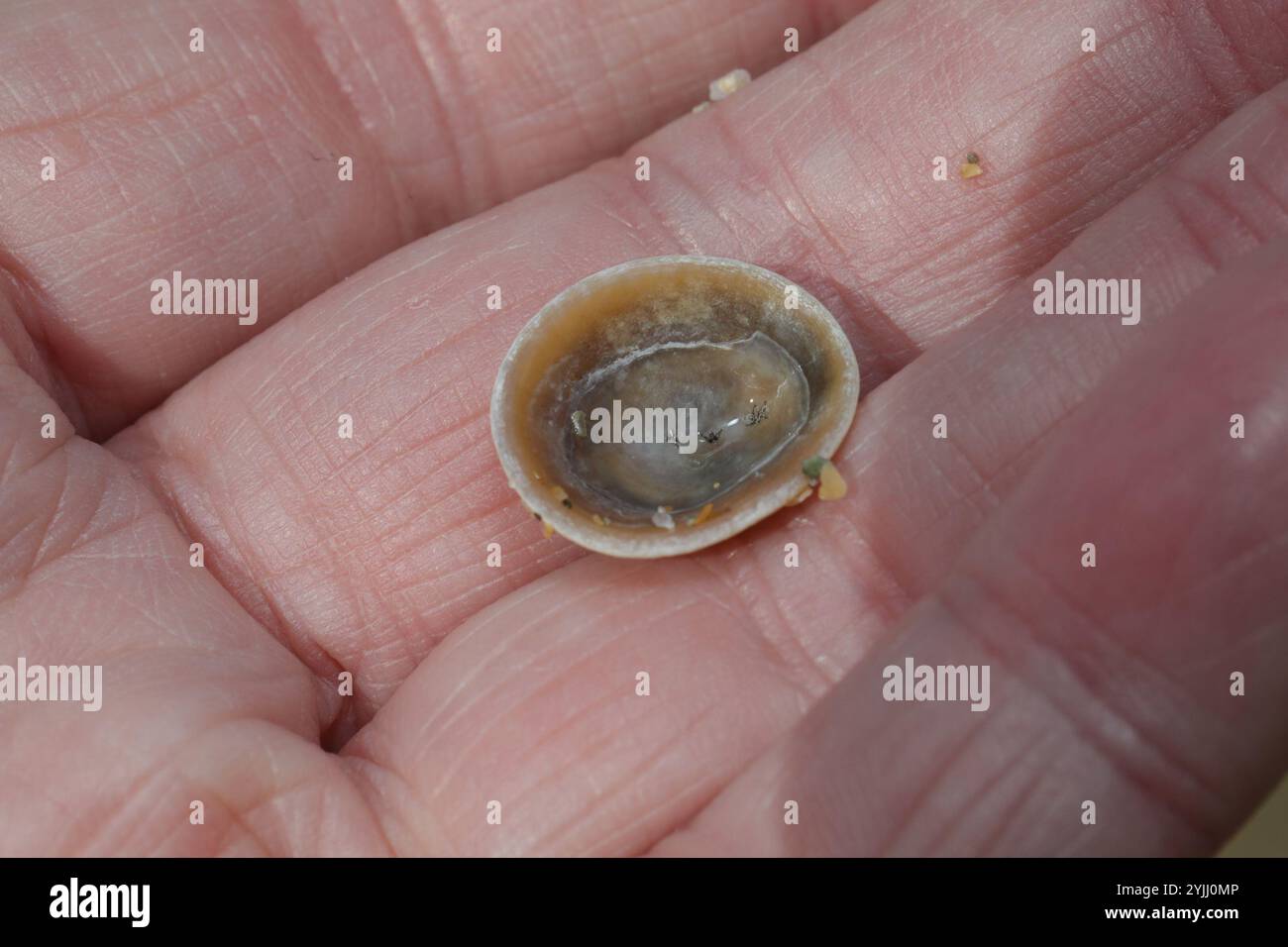 Blue-rayed Limpet (Patella pellucida Stock Photo - Alamy