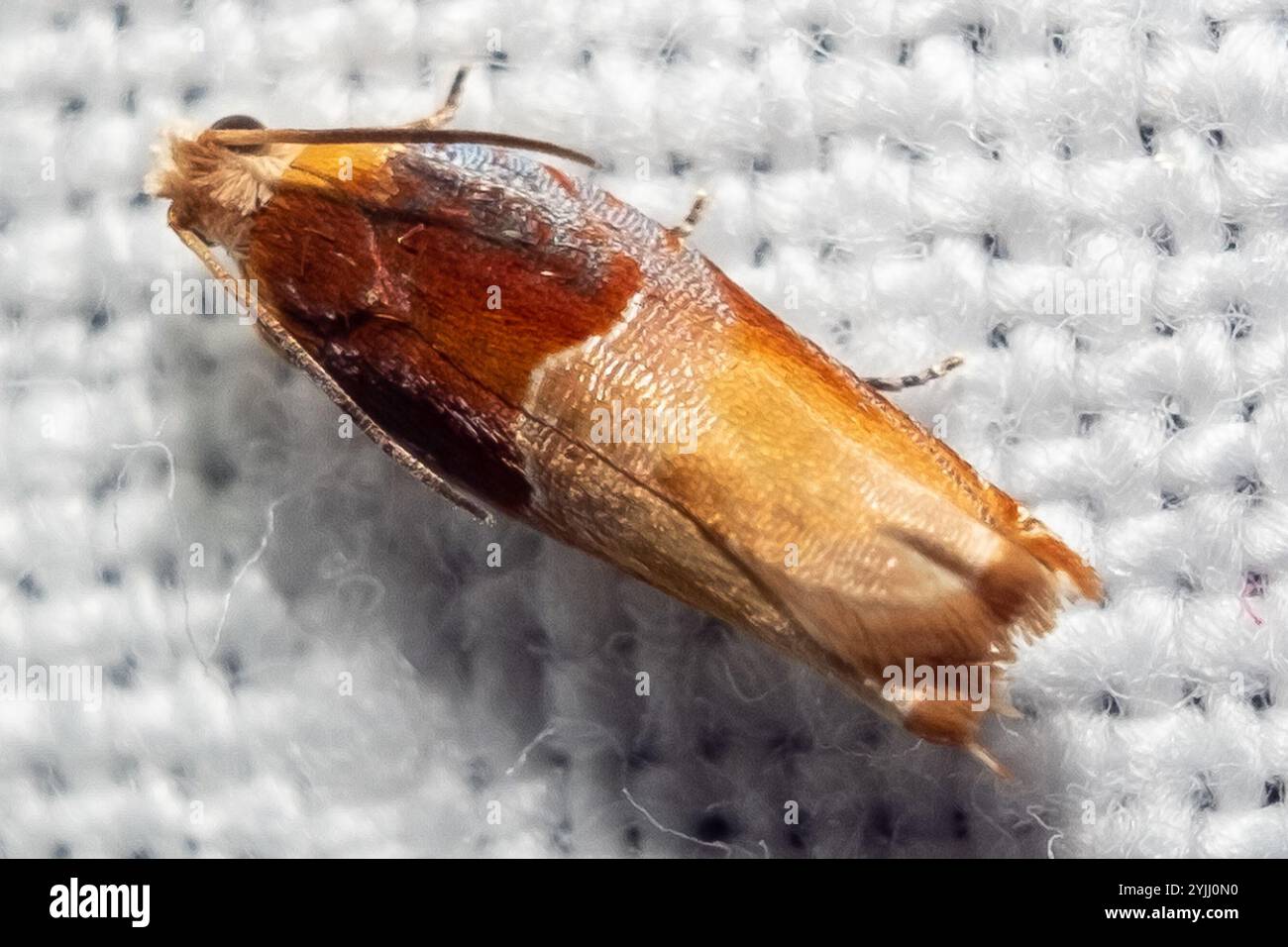 Two toned ancylis moth hi-res stock photography and images - Alamy