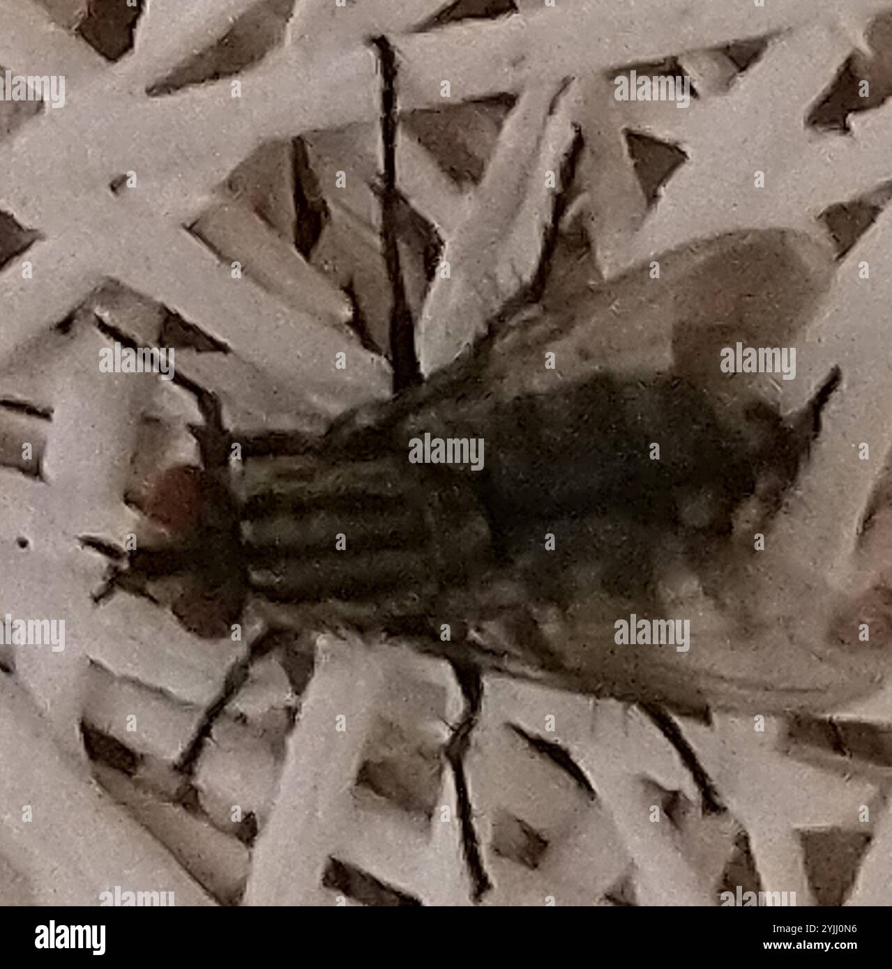 Common House Fly (Musca domestica Stock Photo - Alamy