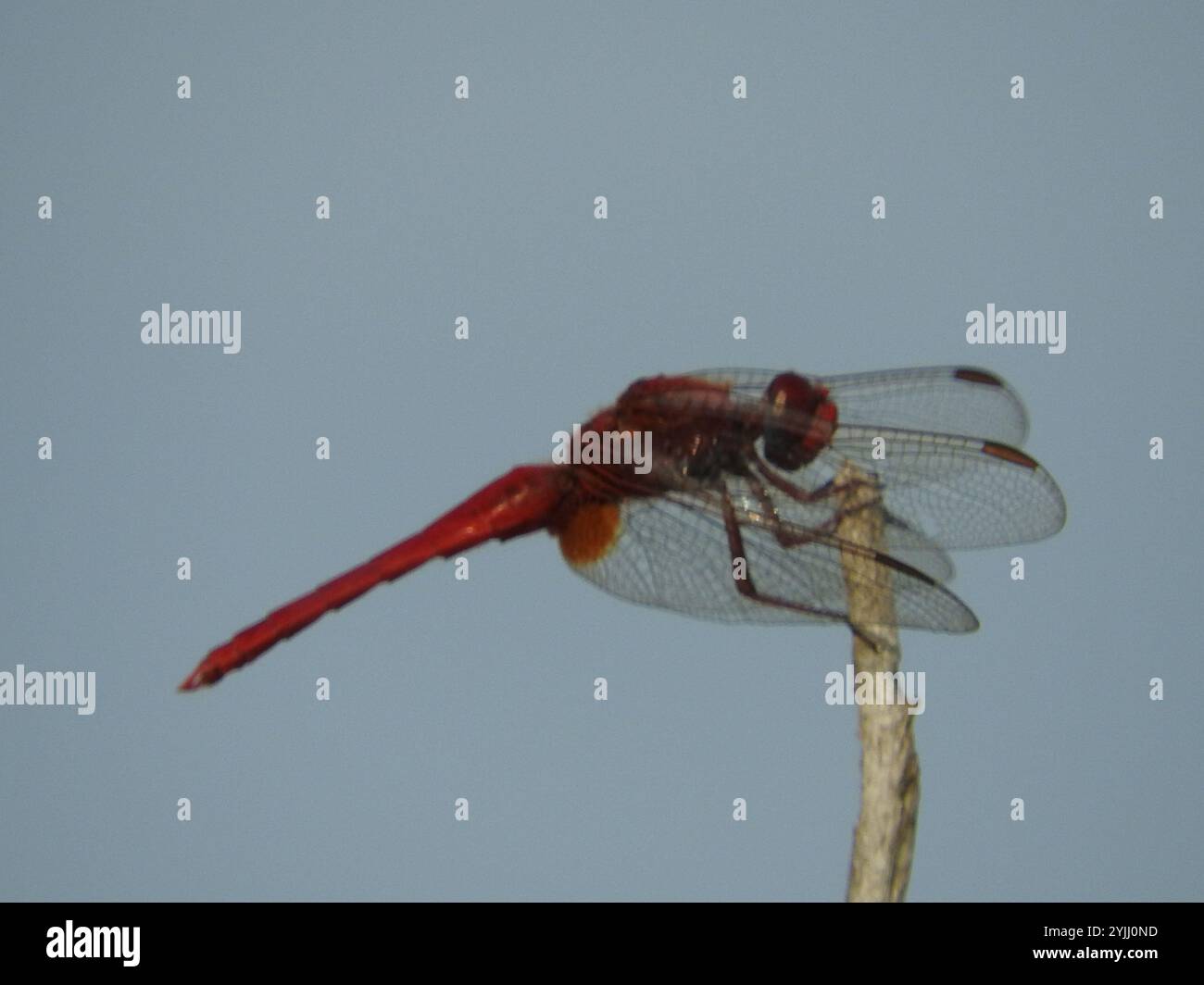 Broad Scarlet (Crocothemis erythraea Stock Photo - Alamy