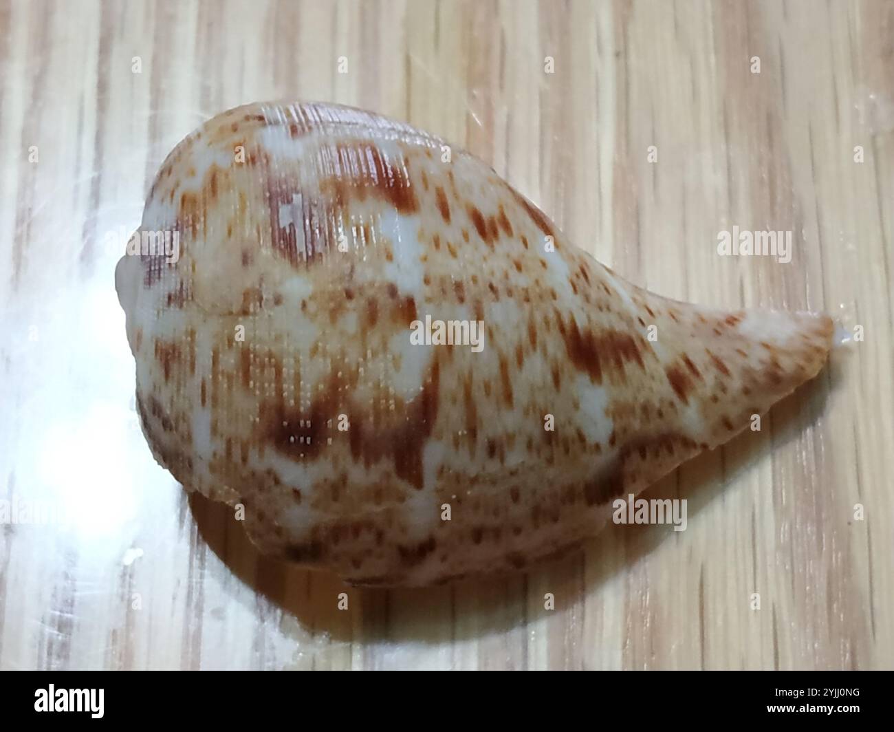 True Fig Shell (Ficus variegata Stock Photo - Alamy