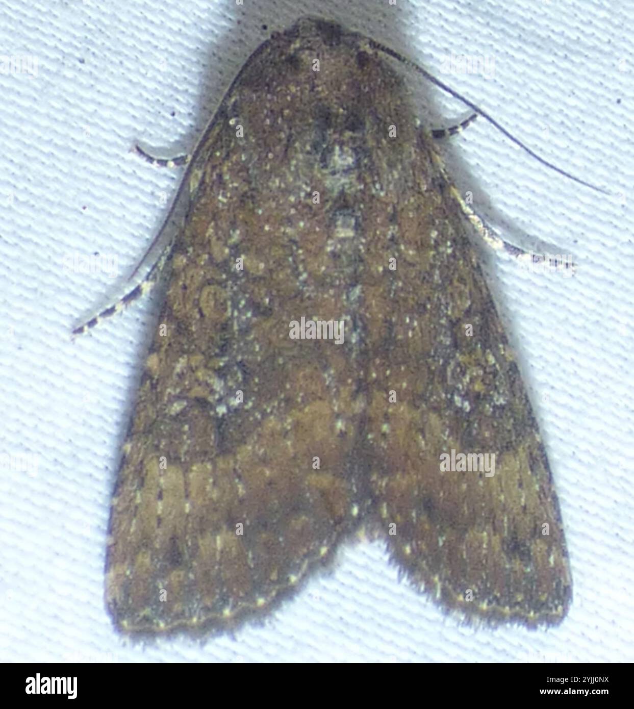 Cobbler Moth (Condica sutor Stock Photo - Alamy