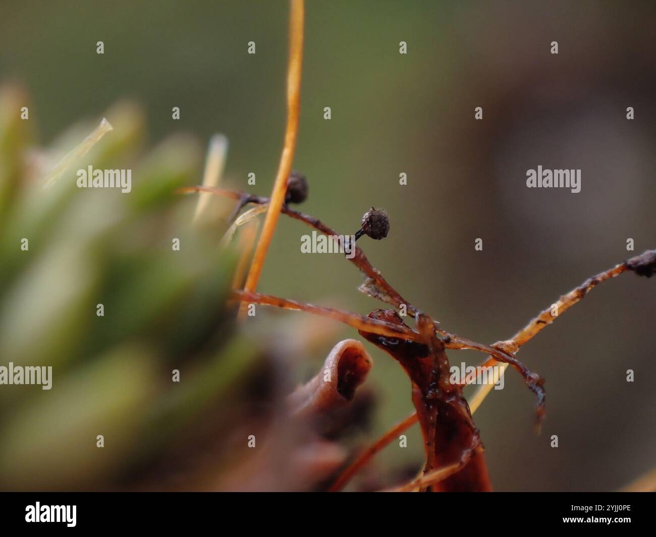 slime molds (Mycetozoa Stock Photo - Alamy