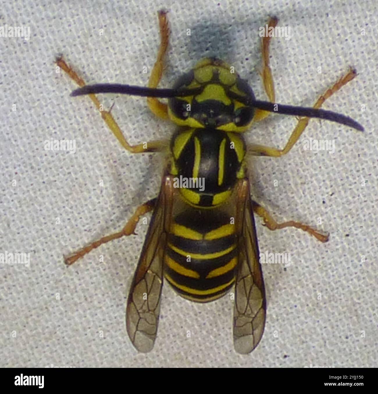 Southern Yellowjacket (Vespula squamosa Stock Photo - Alamy