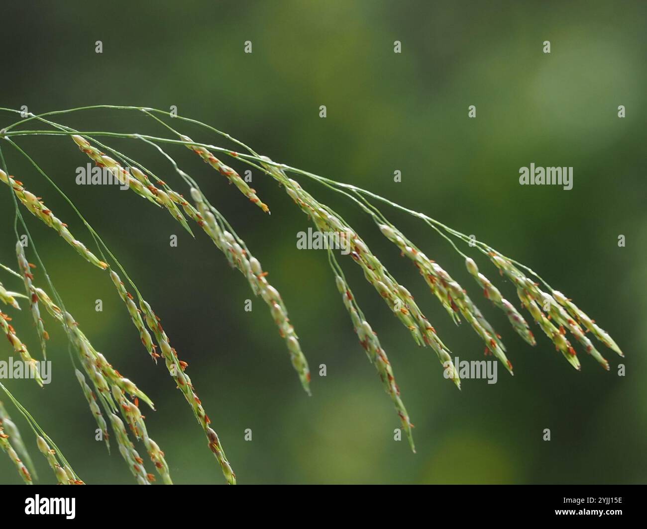 Wild Sorghum (Sorghum bicolor verticilliflorum Stock Photo - Alamy