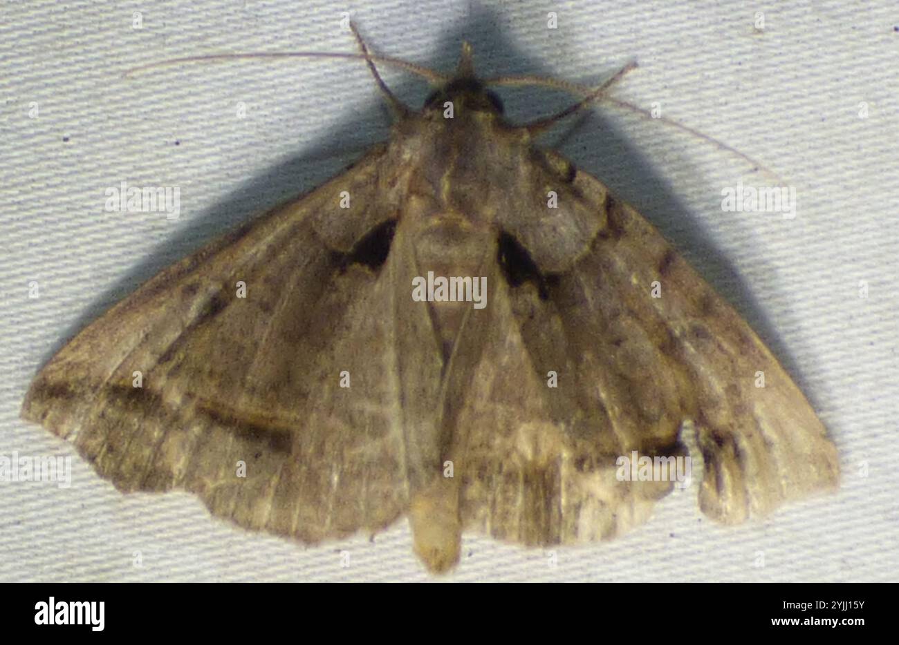 Black bit moth hi-res stock photography and images - Alamy
