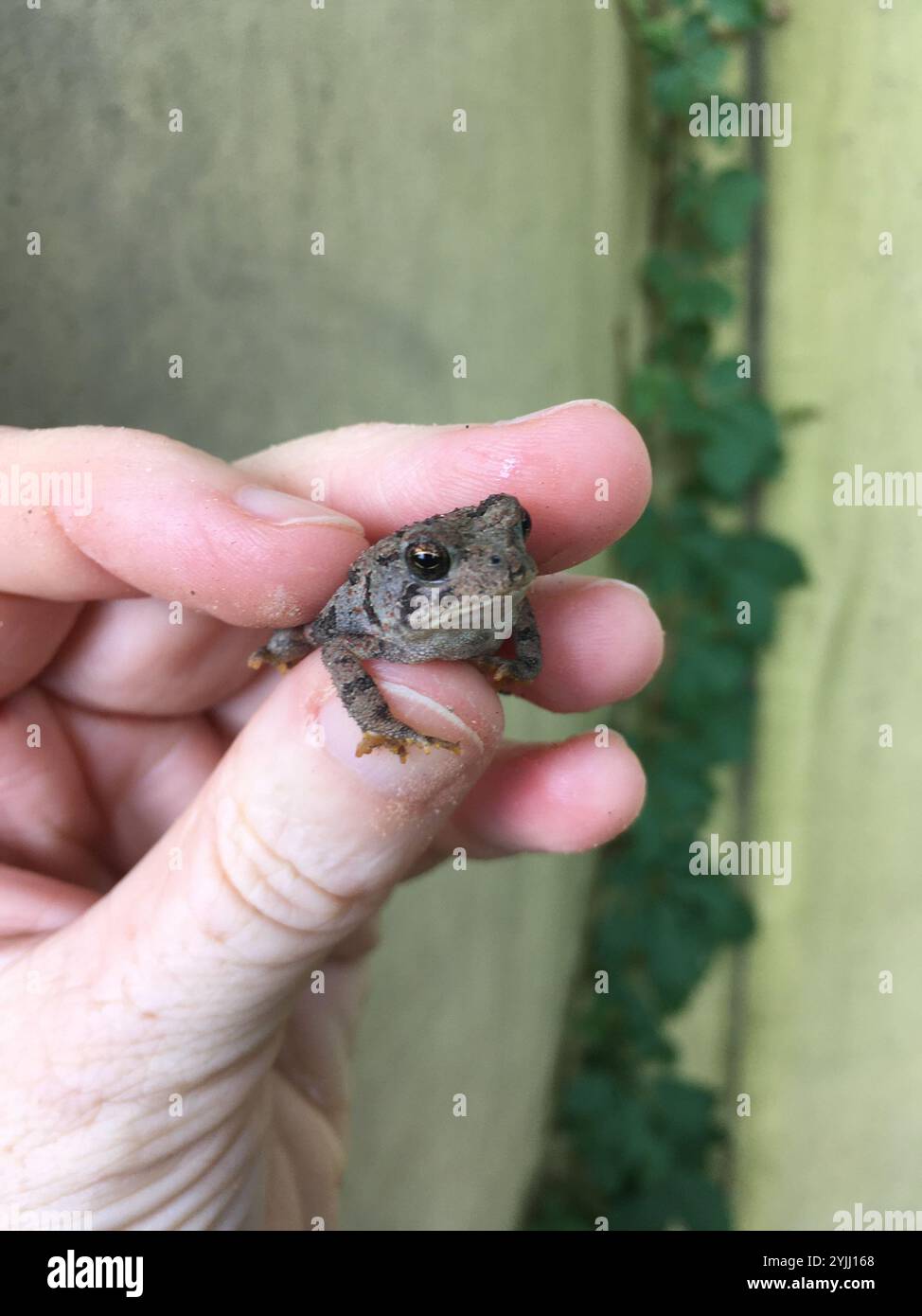 North American Toads (Anaxyrus Stock Photo - Alamy