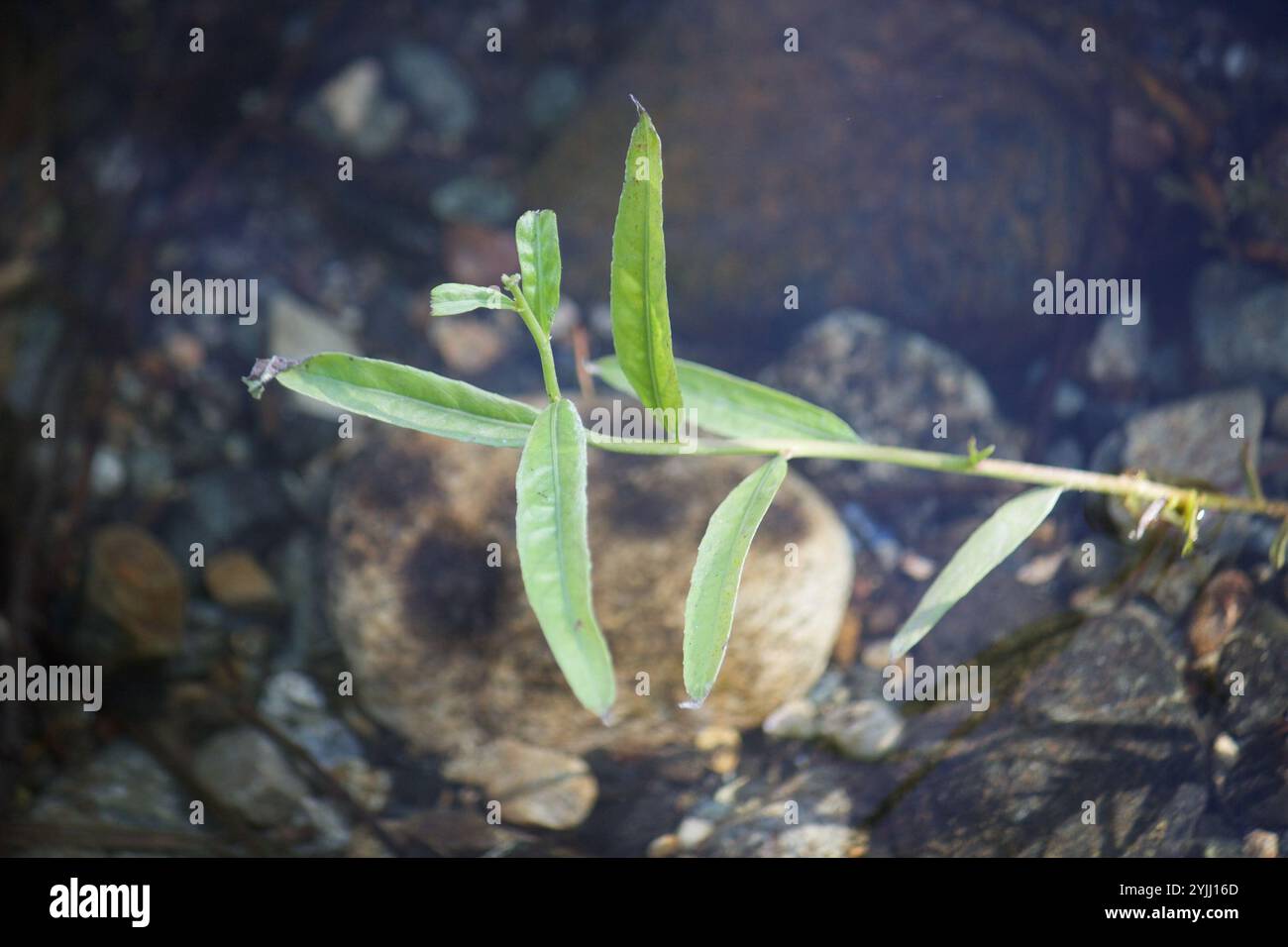 Goodding's willow (Salix gooddingii Stock Photo - Alamy