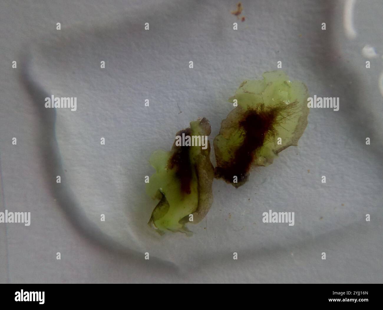 common pellia (Pellia epiphylla Stock Photo - Alamy