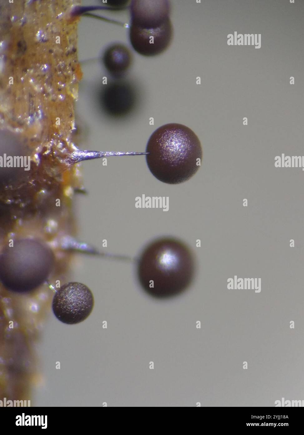 Comatricha elegans hi-res stock photography and images - Alamy