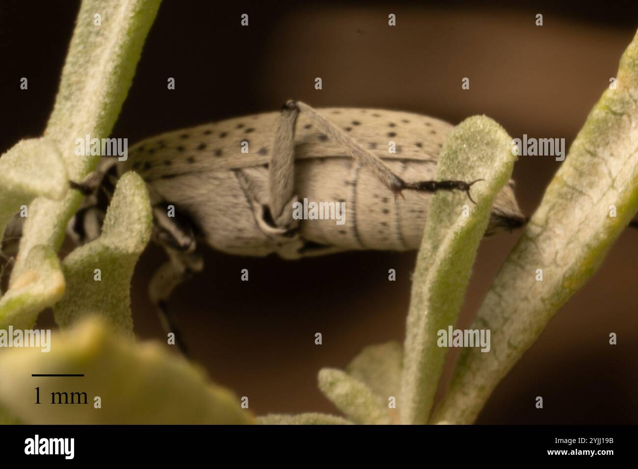 Maculata Group (Epicauta maculata-group Stock Photo - Alamy