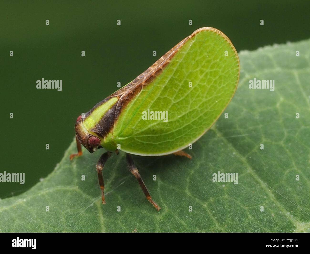 Two-striped Planthopper (Acanalonia bivittata Stock Photo - Alamy