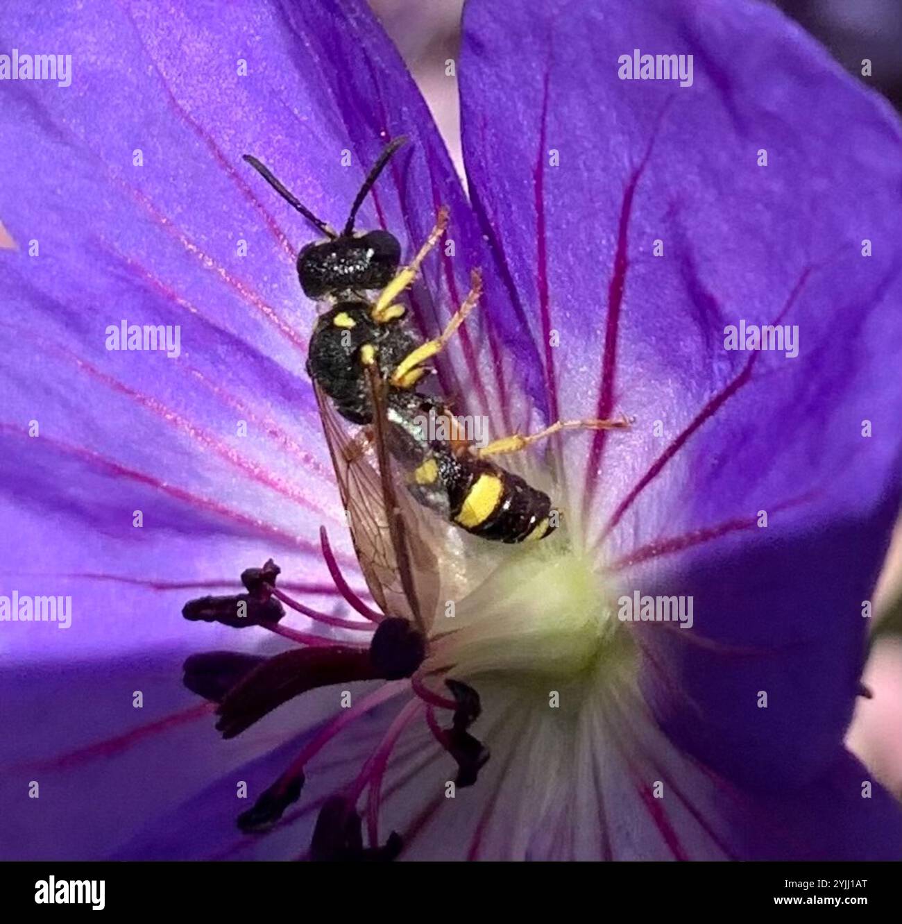Ornate-tailed Digger Wasp (Cerceris rybyensis Stock Photo - Alamy