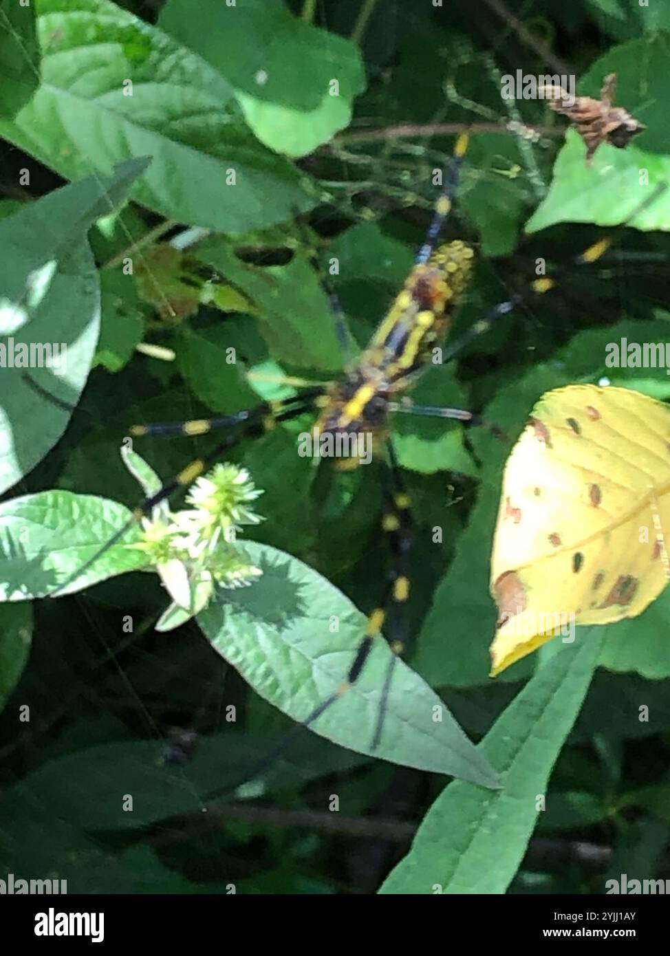 Joro Spider (Trichonephila clavata Stock Photo - Alamy