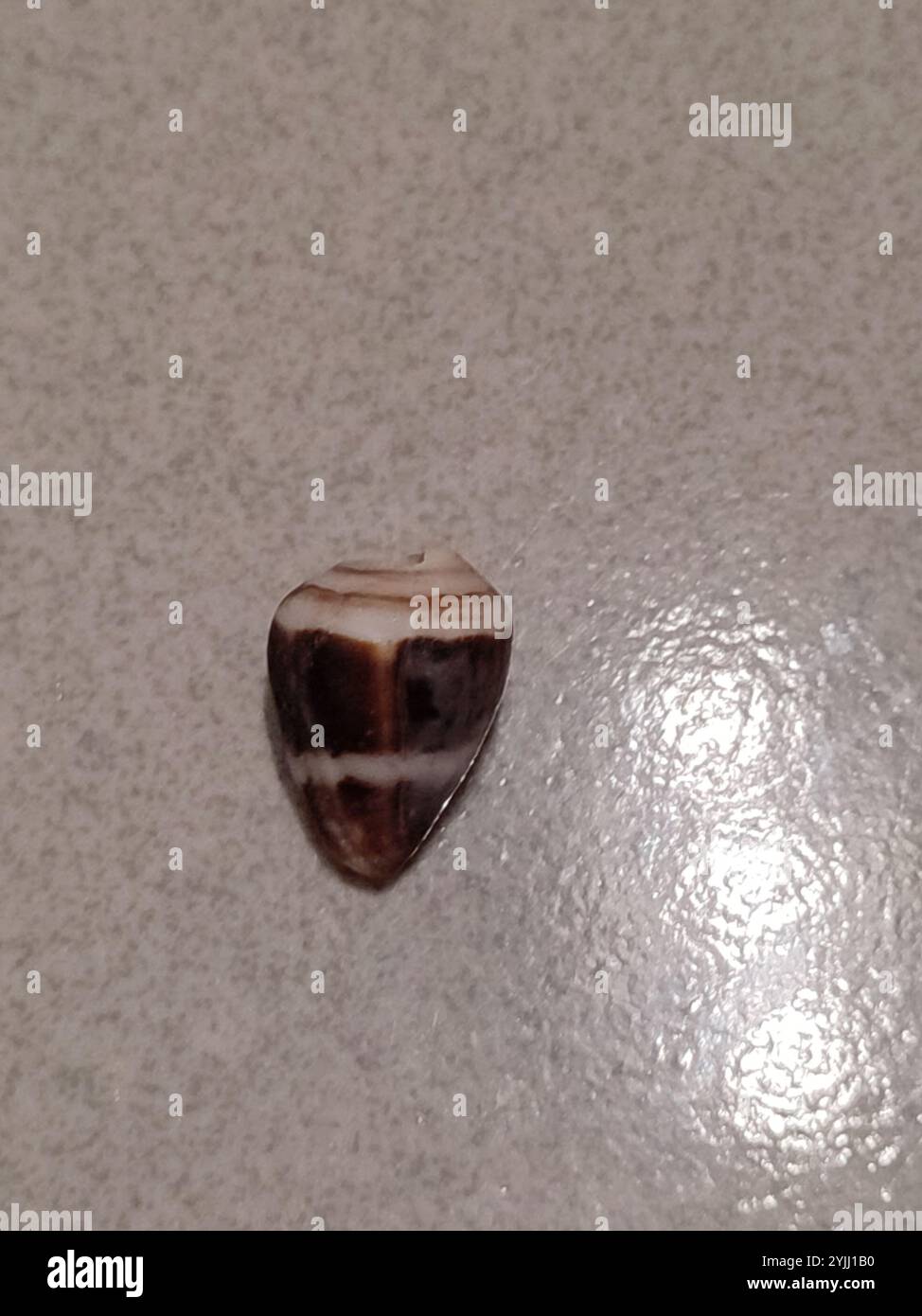 Conidae hi-res stock photography and images - Alamy