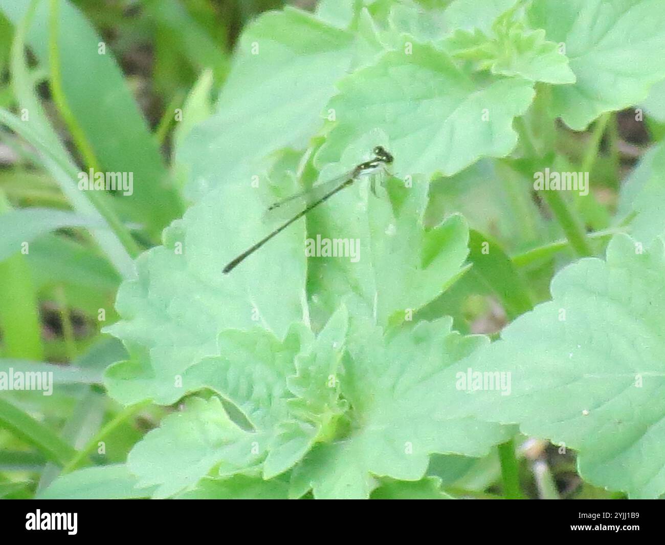 Fragile Forktail (Ischnura posita Stock Photo - Alamy