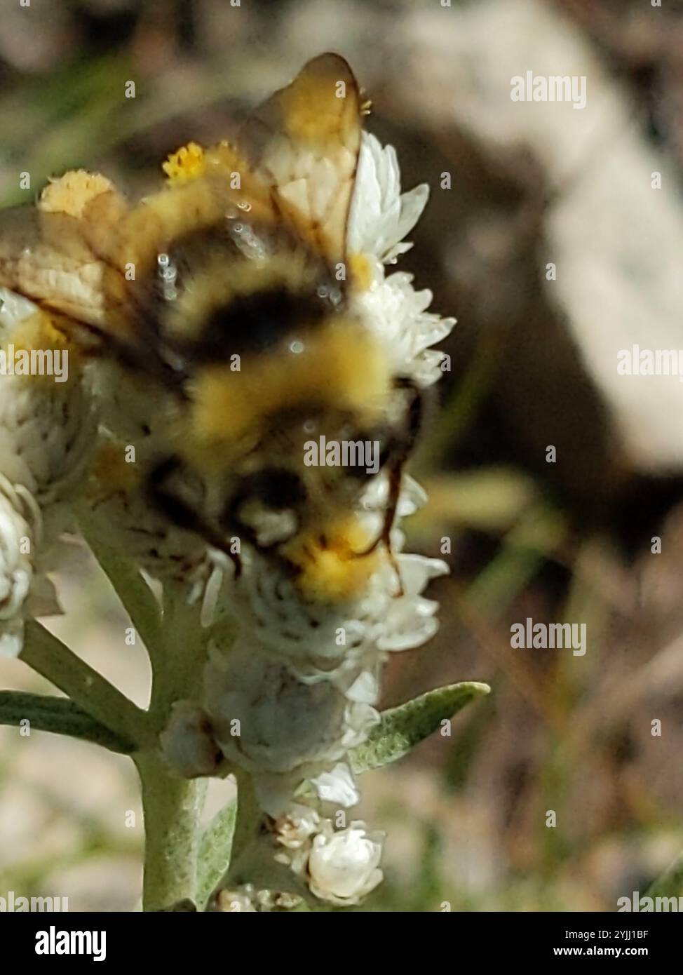 Western Bumble Bee (Bombus occidentalis Stock Photo - Alamy