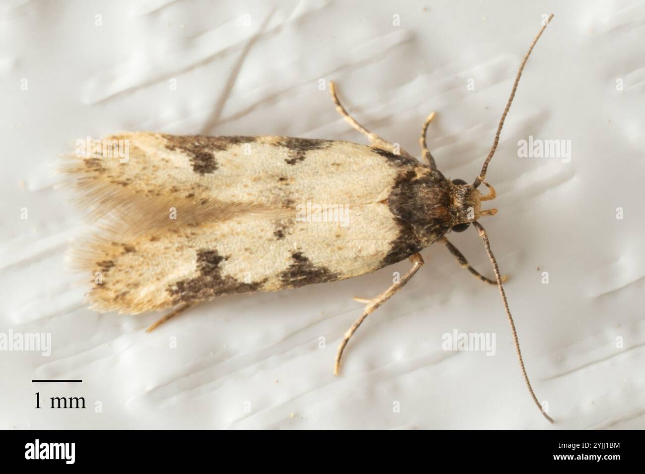 Taygete hi-res stock photography and images - Alamy