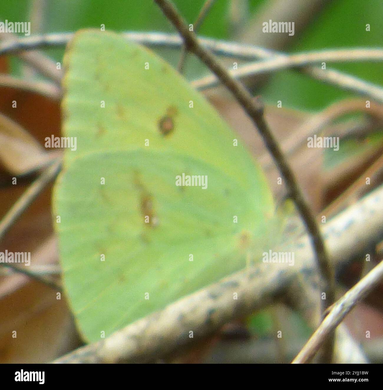 Cloudless Sulphur (Phoebis sennae Stock Photo - Alamy