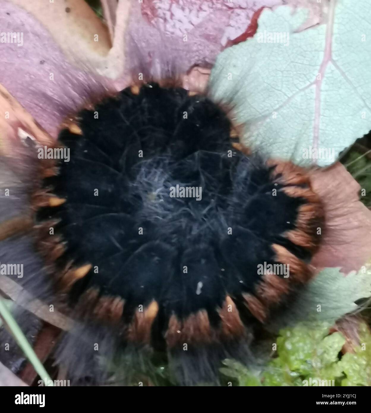 Fox Moth (Macrothylacia rubi Stock Photo - Alamy