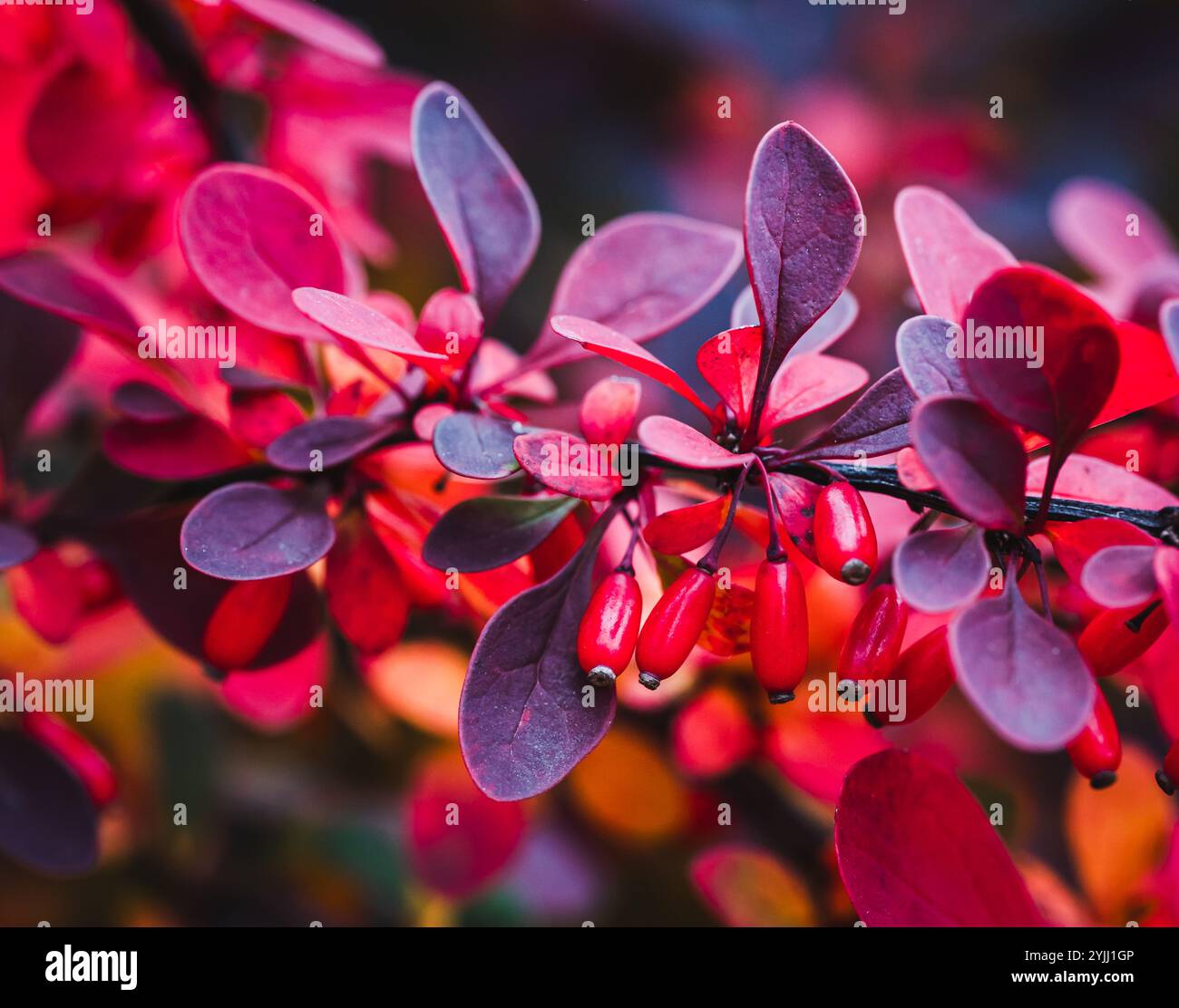 Beautiful red berries barberry hi-res stock photography and images - Alamy