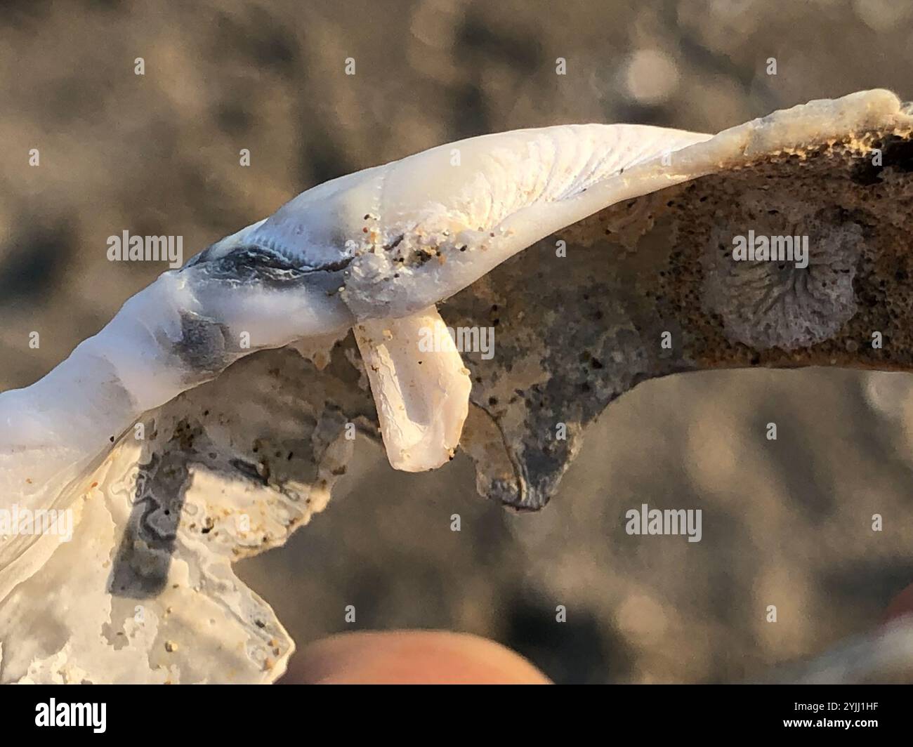 Rough piddock hi-res stock photography and images - Alamy