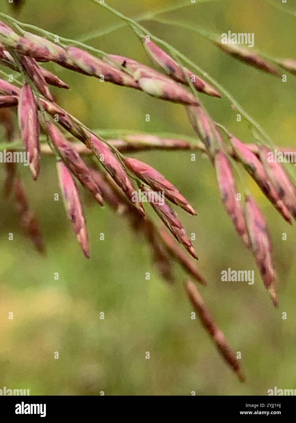 purpletop tridens (Tridens flavus Stock Photo - Alamy