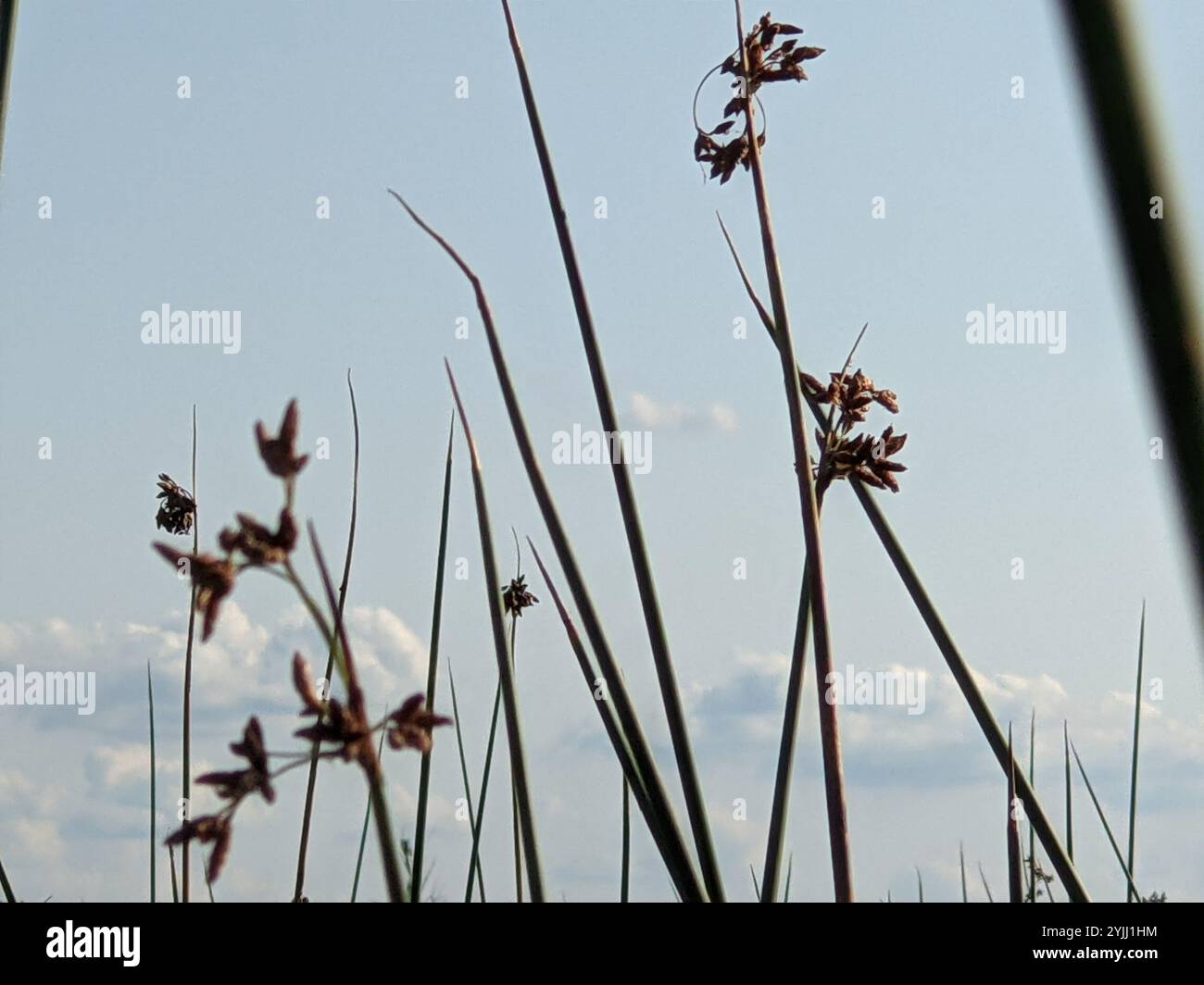 soft-stemmed bulrush (Schoenoplectus tabernaemontani Stock Photo - Alamy
