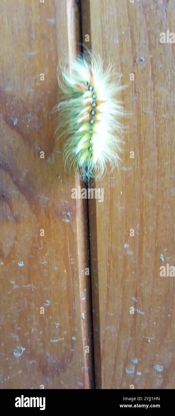 Sycamore Moth (Acronicta aceris Stock Photo - Alamy
