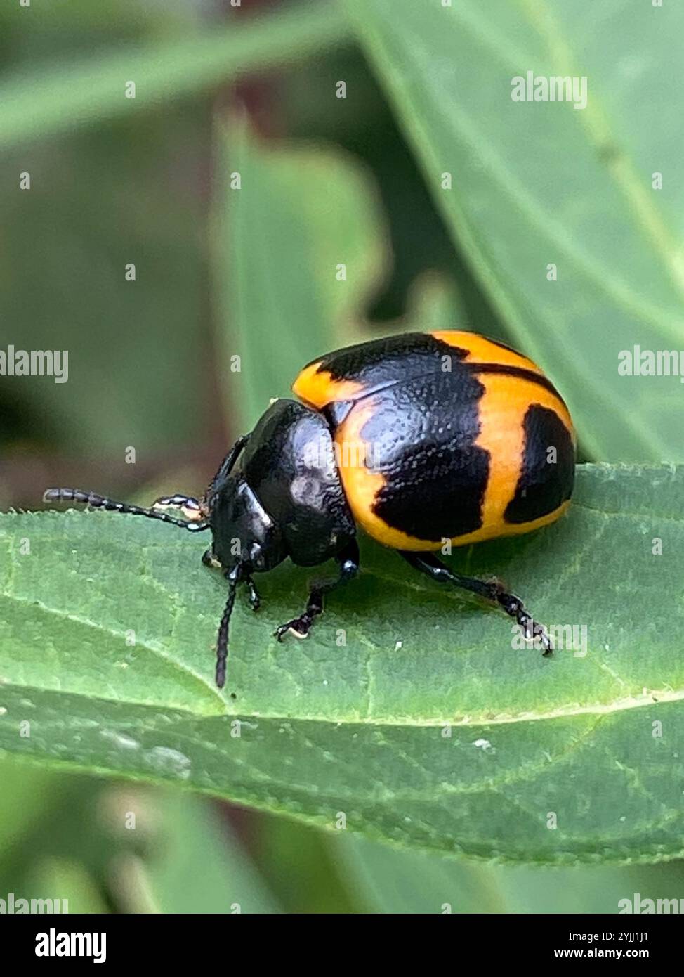 Swamp Milkweed Leaf Beetle (Labidomera clivicollis Stock Photo - Alamy