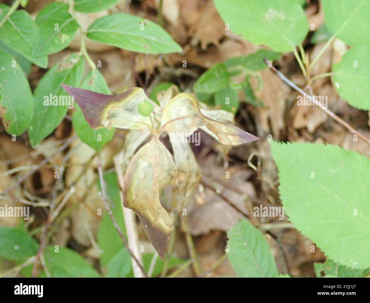 Cucumber Root (Medeola virginiana Stock Photo - Alamy