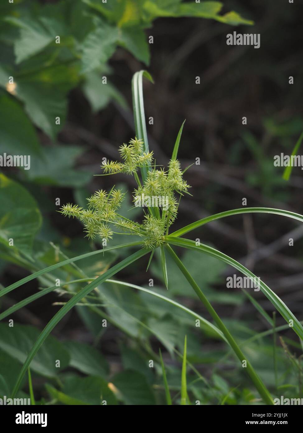 Fragrant flatsedge (Cyperus odoratus Stock Photo - Alamy