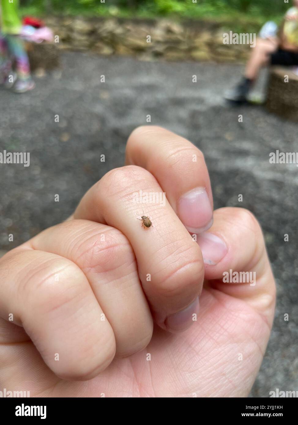 Cucujiform beetles hi-res stock photography and images - Alamy