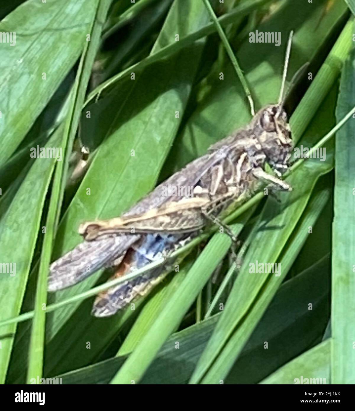 Common Field Grasshopper (Chorthippus brunneus Stock Photo - Alamy