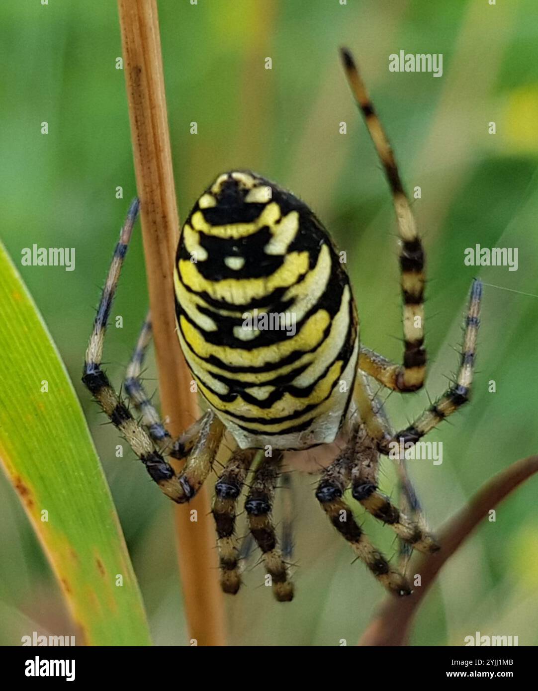 Wasp Spider (Argiope bruennichi Stock Photo - Alamy