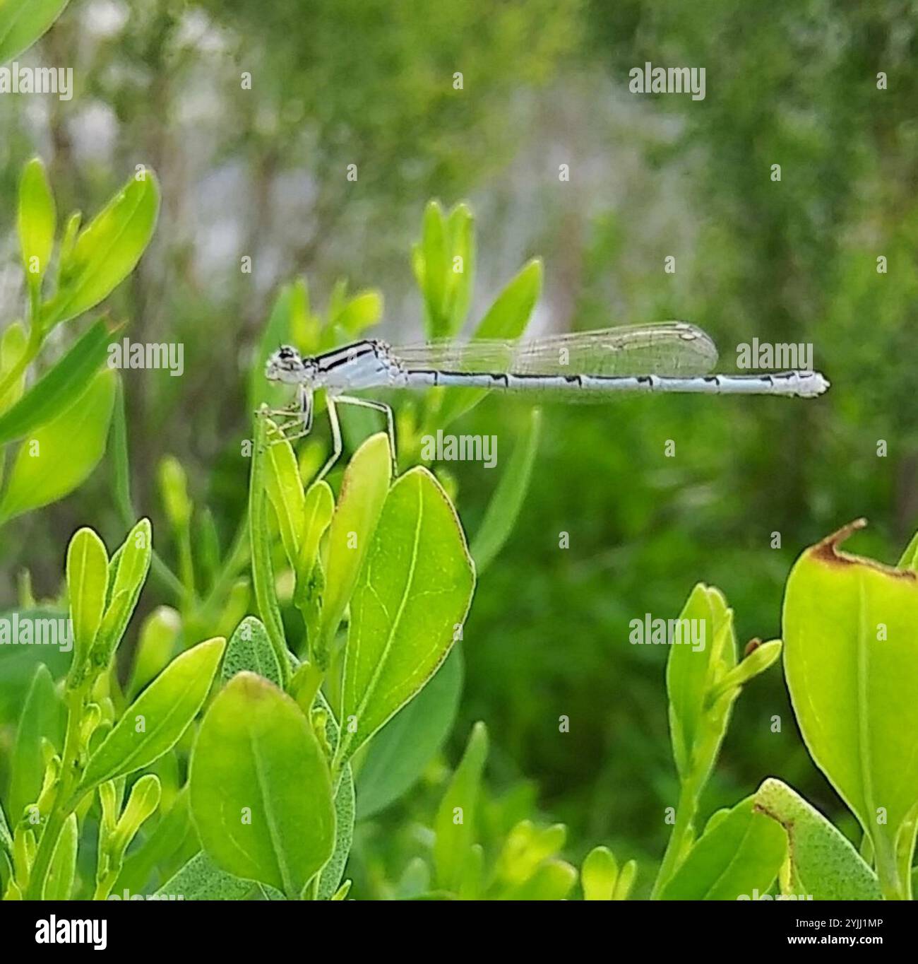 Narrow-winged Damselflies (Coenagrionidae Stock Photo - Alamy