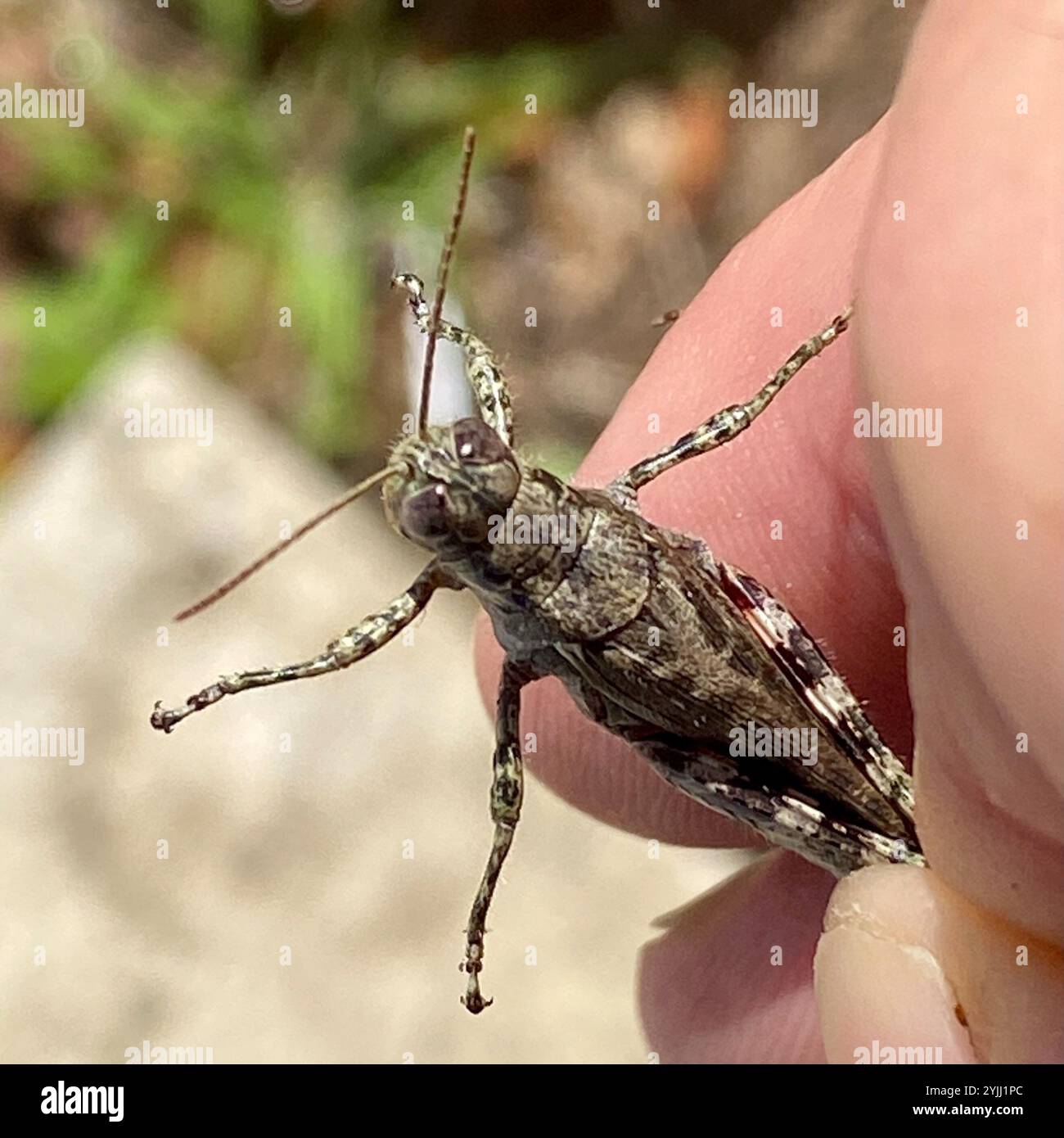Pine tree Spur-throat Grasshopper (Melanoplus punctulatus Stock Photo ...